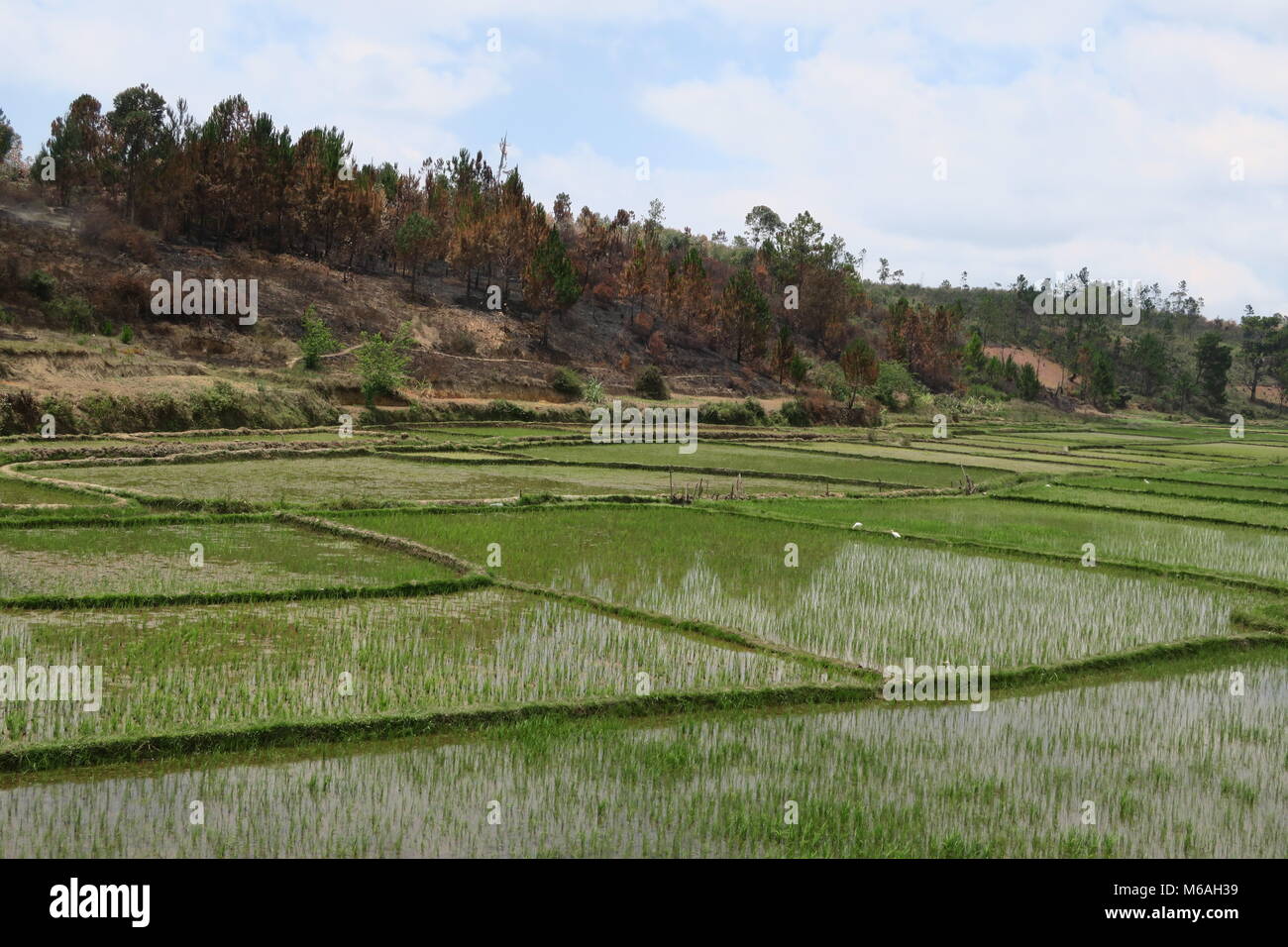 Colorful nature of Madagascar island Stock Photo - Alamy