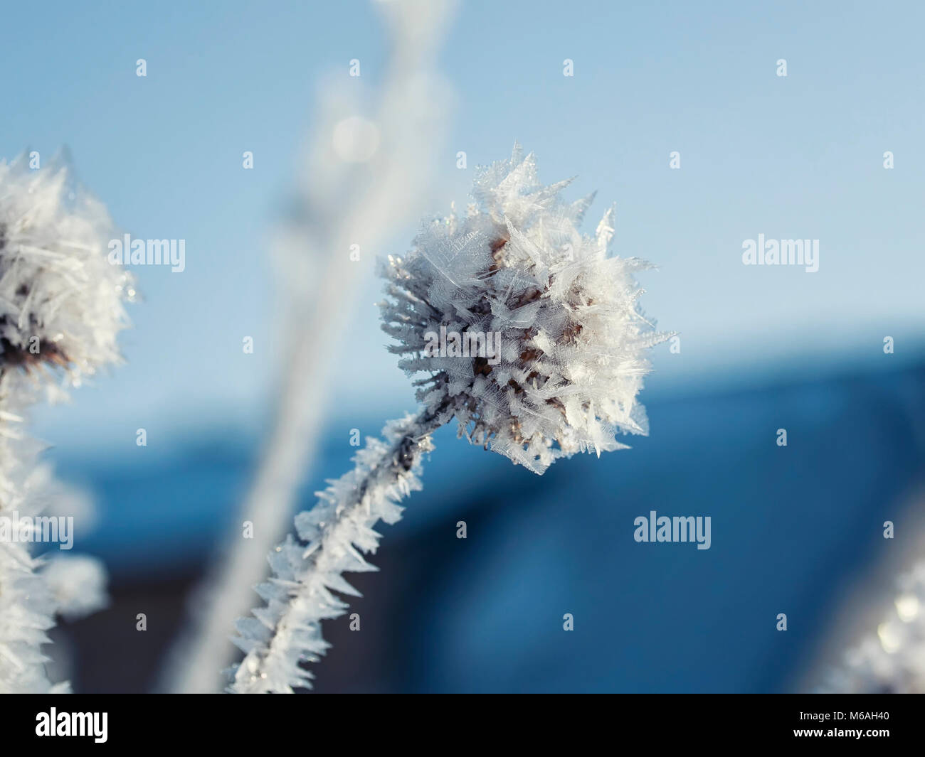 prickly plant burrs covered with cold carved ice crystals in the garden ...