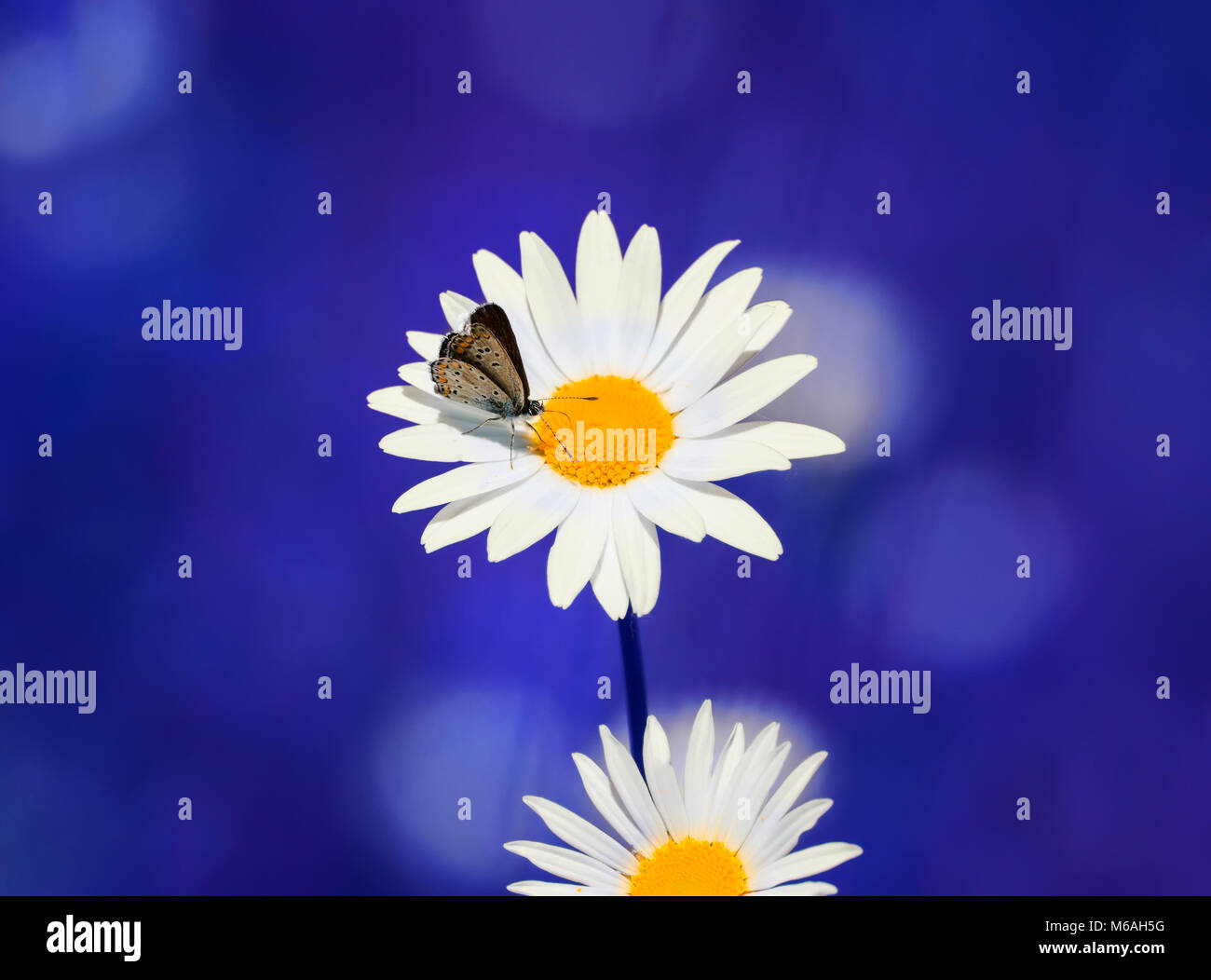 Beautiful little butterfly hi-res stock photography and images - Alamy
