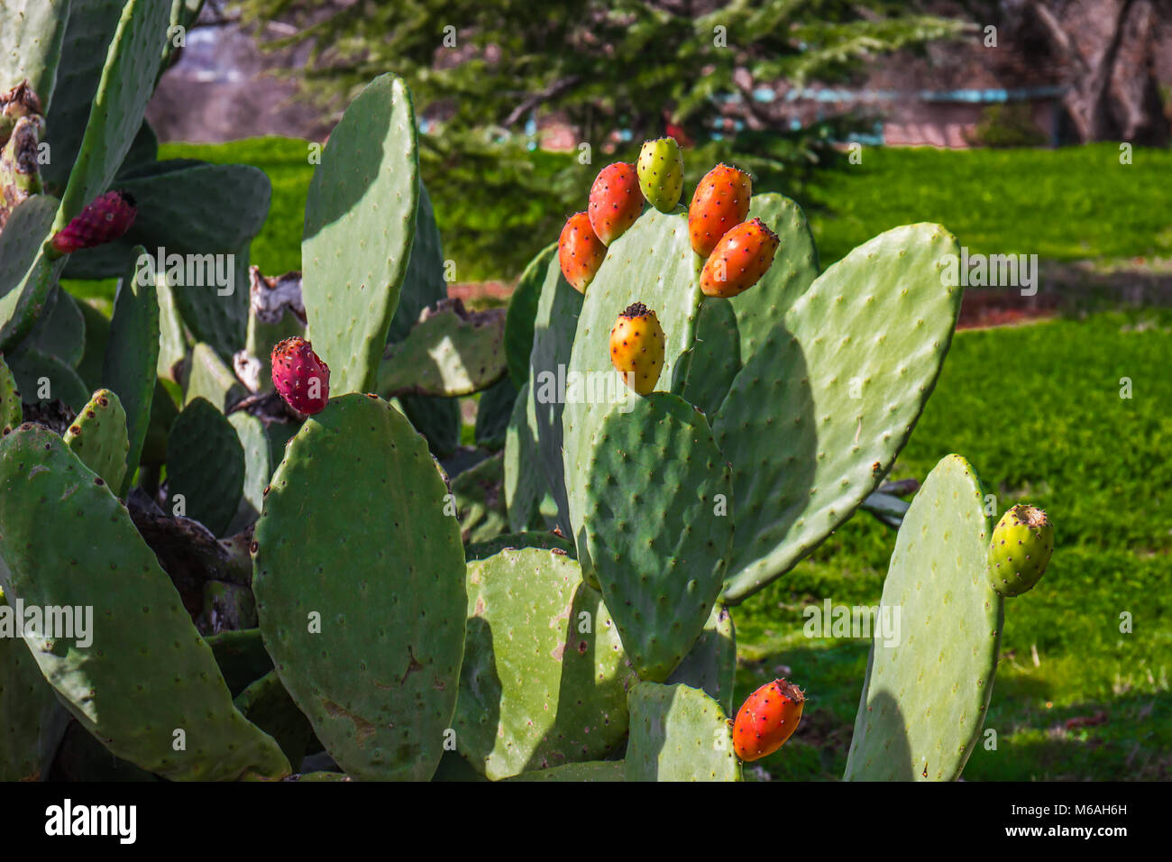 Flat cactus hi-res stock photography and images - Alamy
