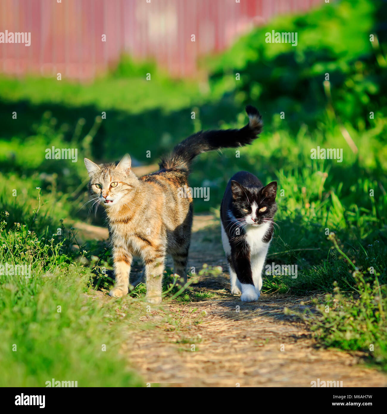 a couple of funny cute cats walking along the path in the spring Sunny ...
