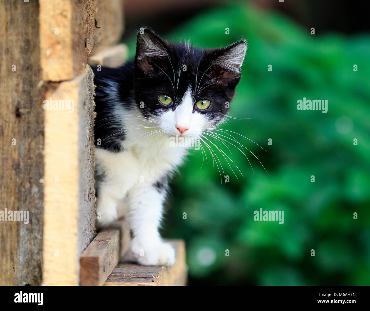 a little scared homeless kitten Peeps out of hiding on the street Stock ...