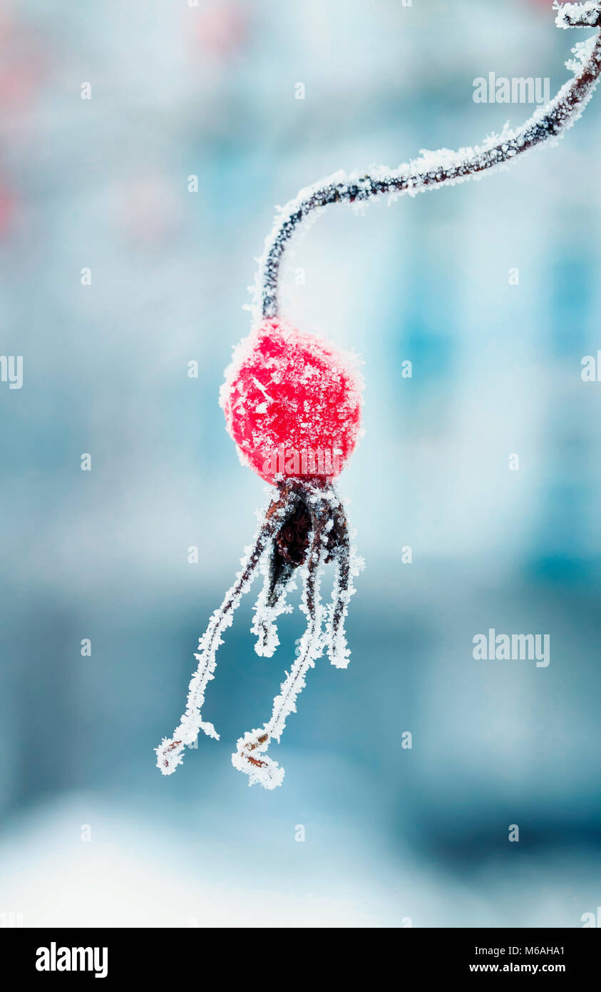 red juicy frozen rose hip berries covered with frosty white ice and ...