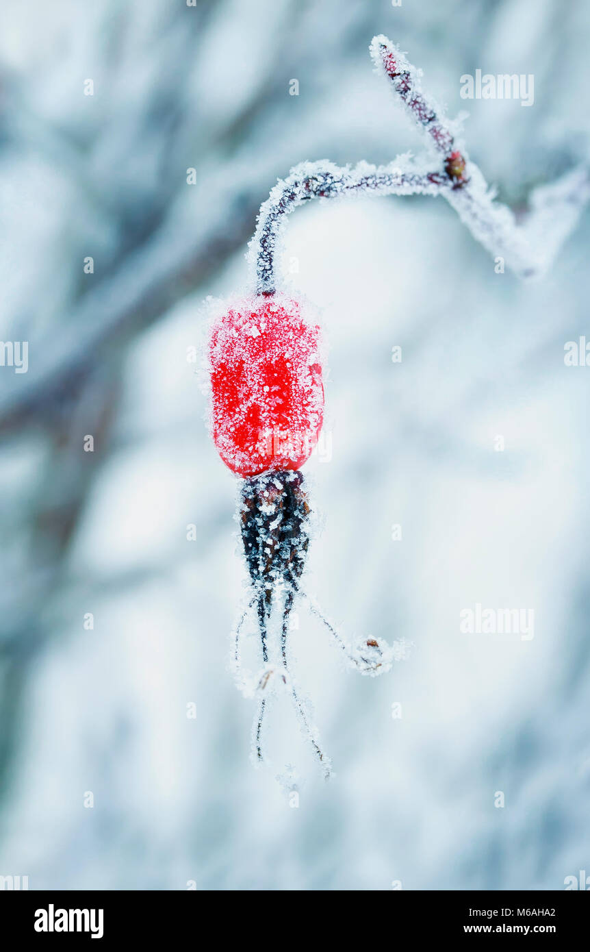 ripe red juicy frozen rose hip berries covered with frosty white ice ...