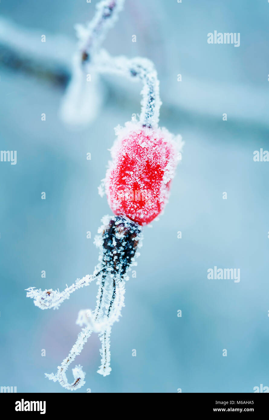 ripe red juicy frozen rose hip berries covered with frosty white ice ...