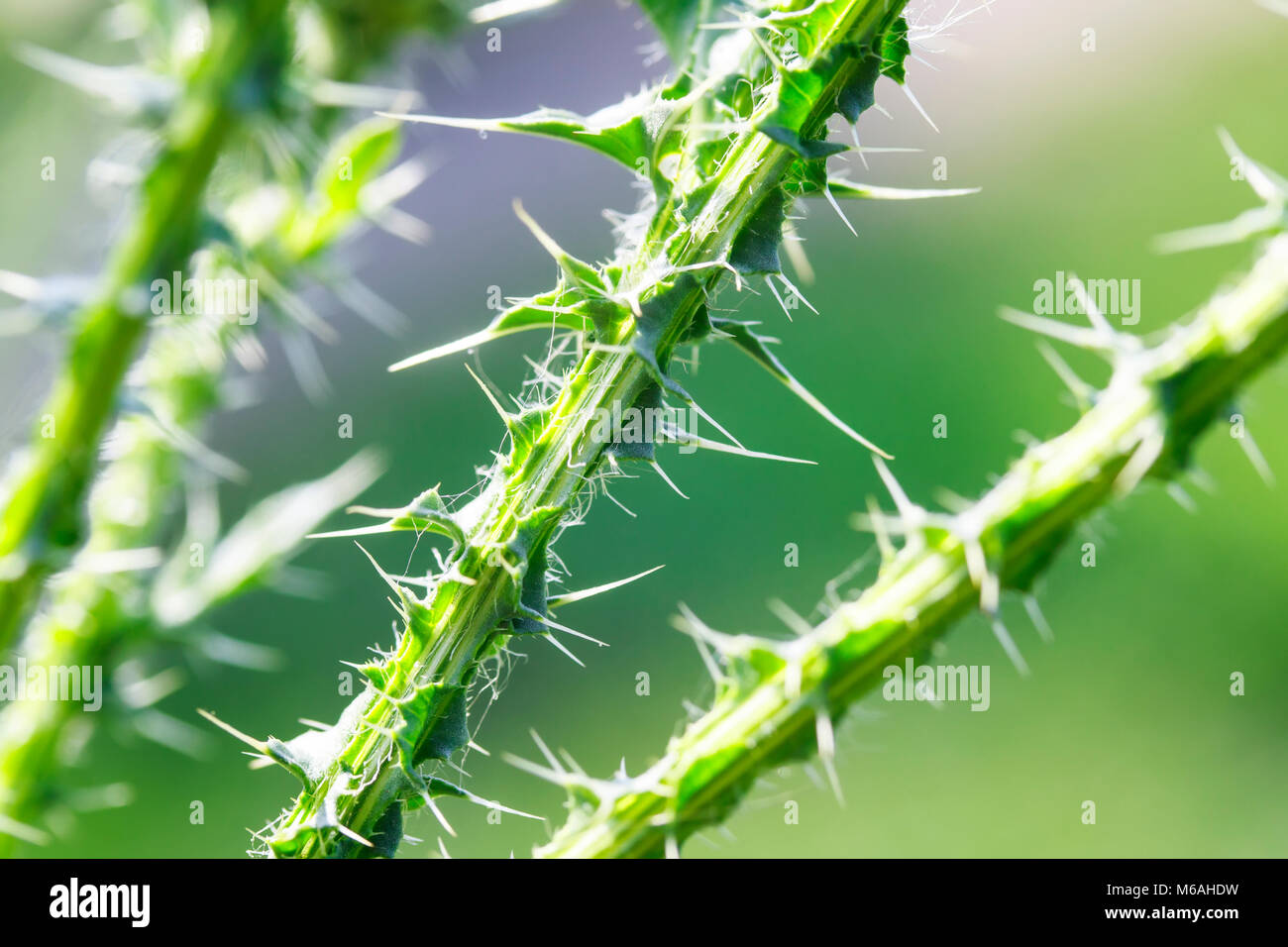 threat green stem of a Bush of thistles with sharp and long spines and ...