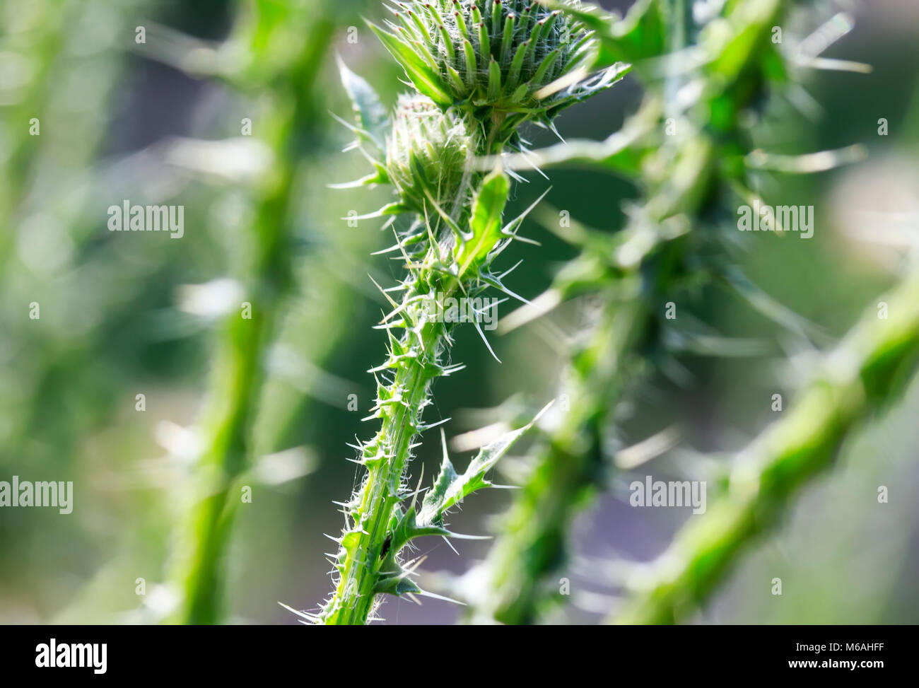 green dangerous Bush of thorns of a Thistle with sharp and long spines and thorns closeup Stock ...