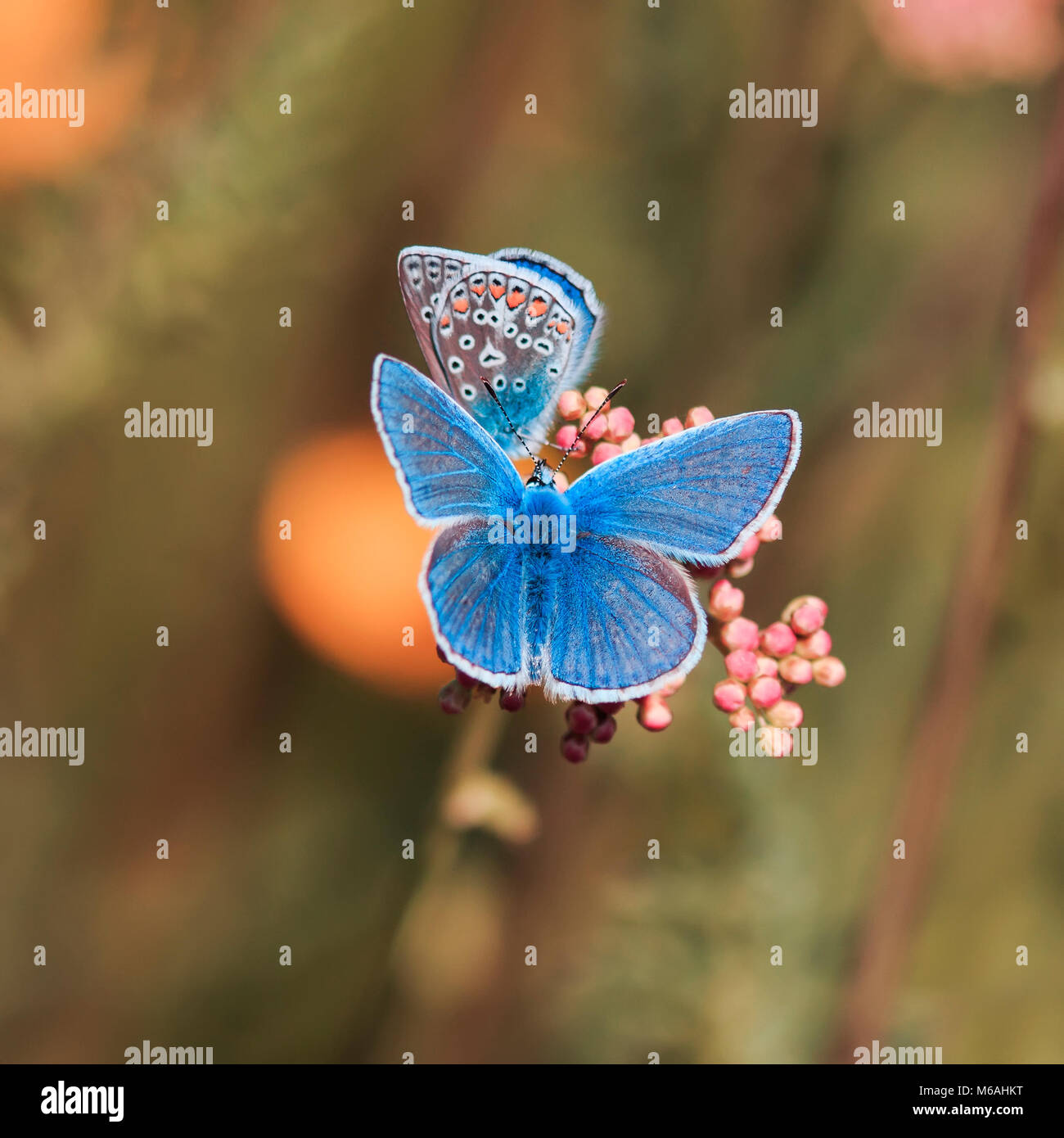 two beautiful blue butterfly sitting on a bright Sunny meadow Stock ...