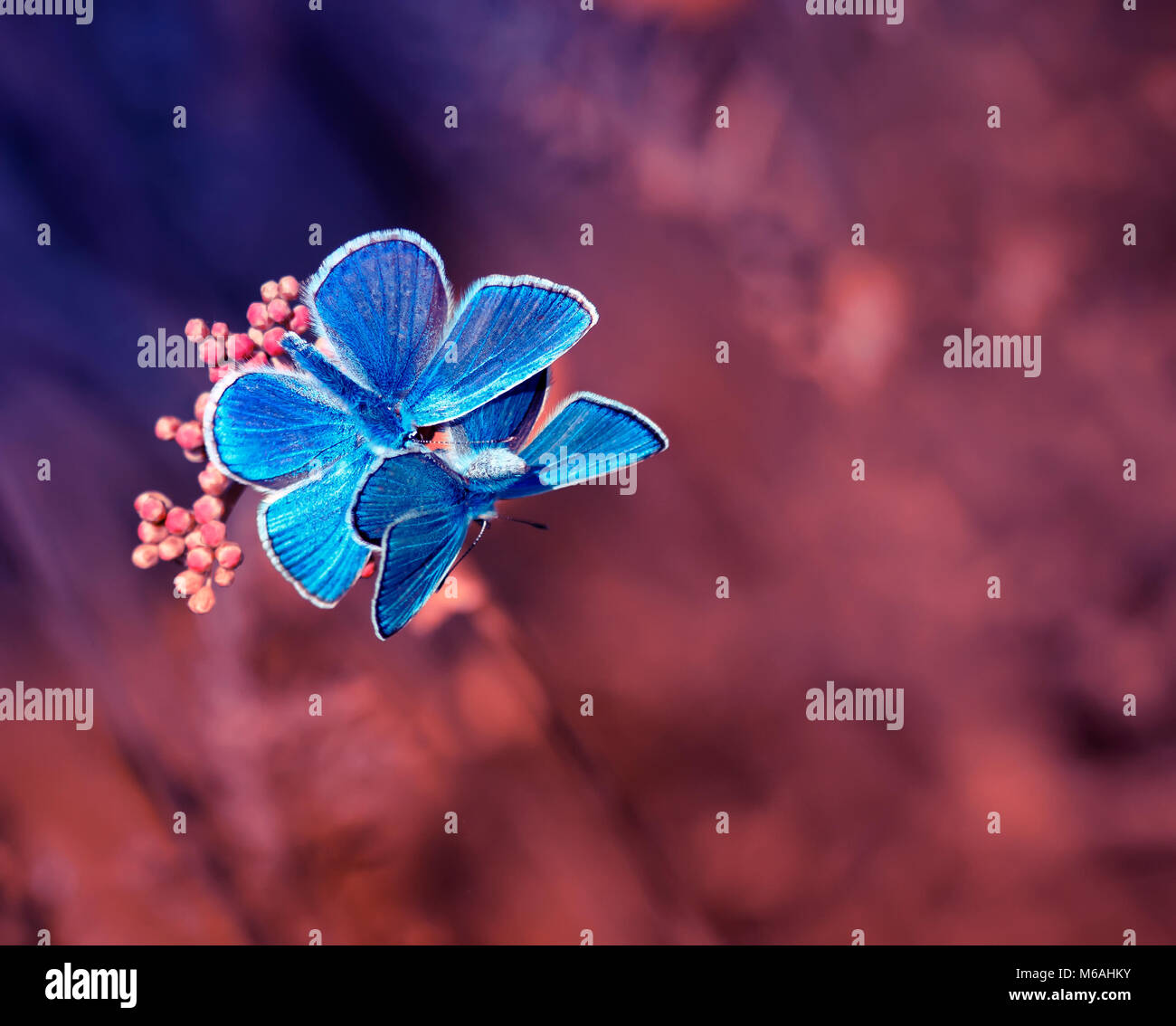 two blue little beautiful butterflies sit on a flower on a bright ...
