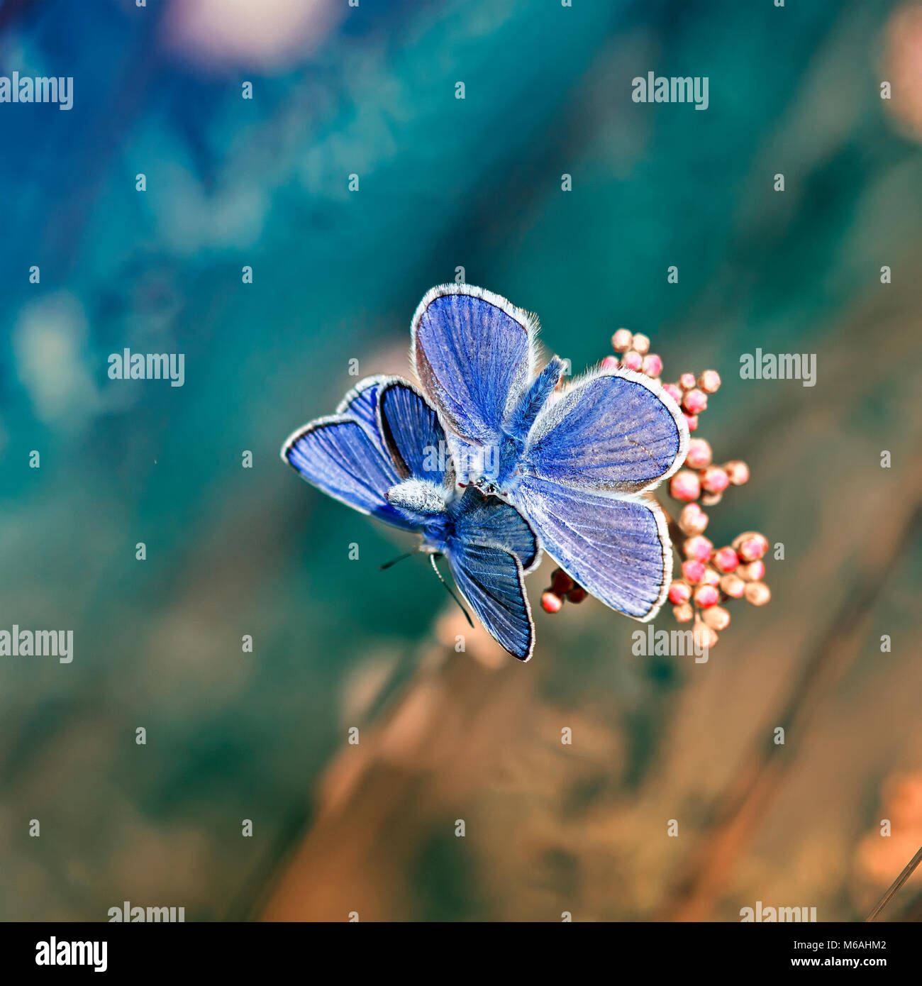 two blue little beautiful butterflies sit on a flower on a bright ...