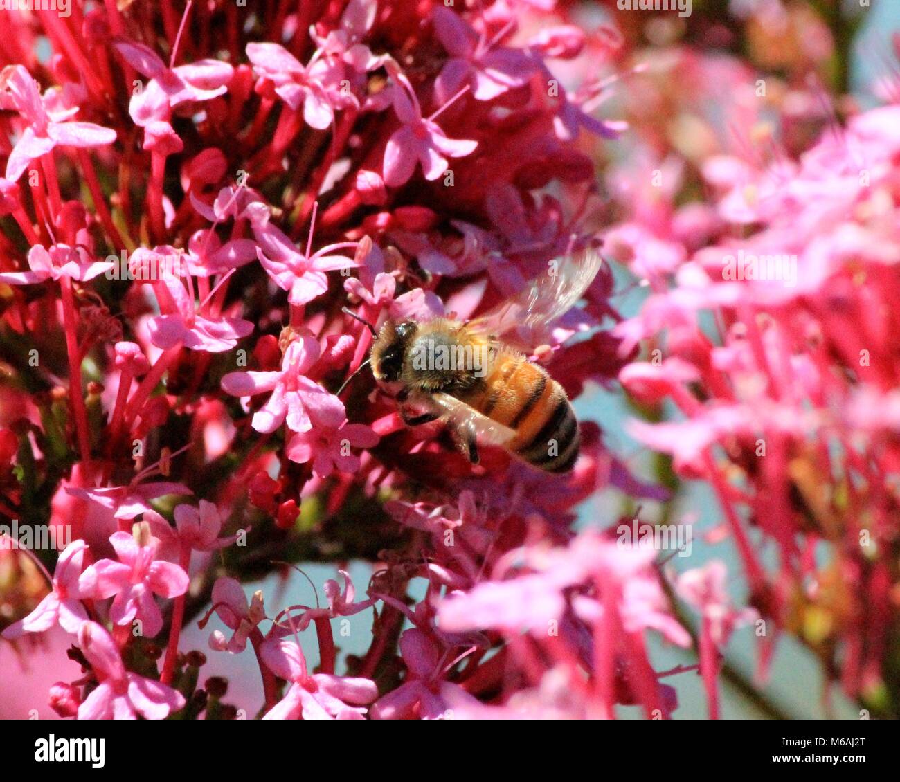 A busy bee Stock Photo - Alamy