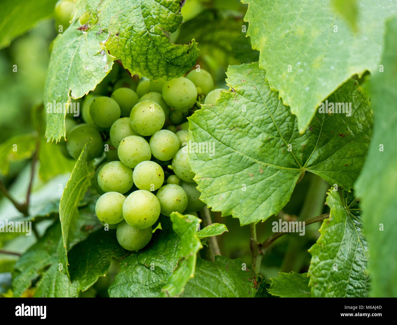 Ripe grape cluster white hi-res stock photography and images - Alamy