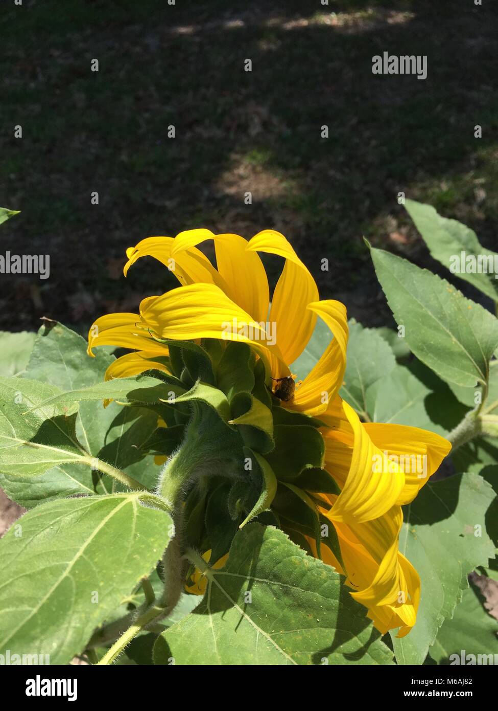 Backside and side view of the sunflower hi-res stock photography and ...