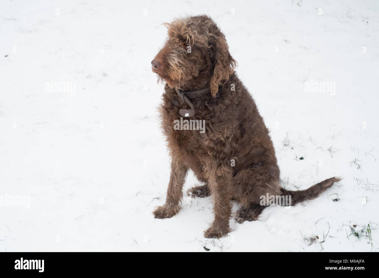 Chocolate brown labradoodle dog in the snow, Medstead, Hampshire ...