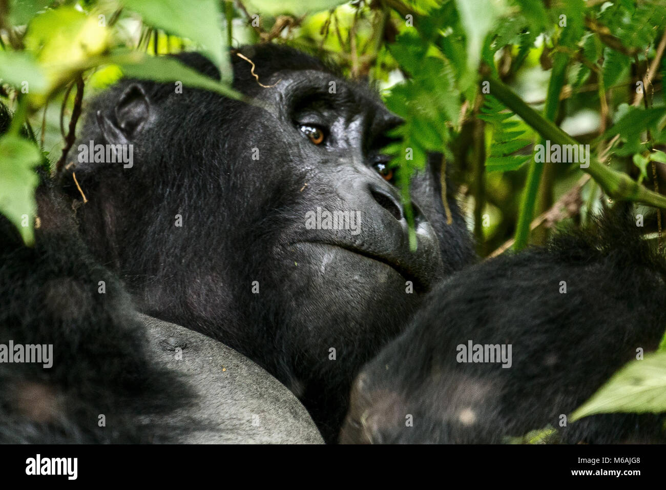 Mountain gorilla (Gorilla beringei beringei) is one of the two ...