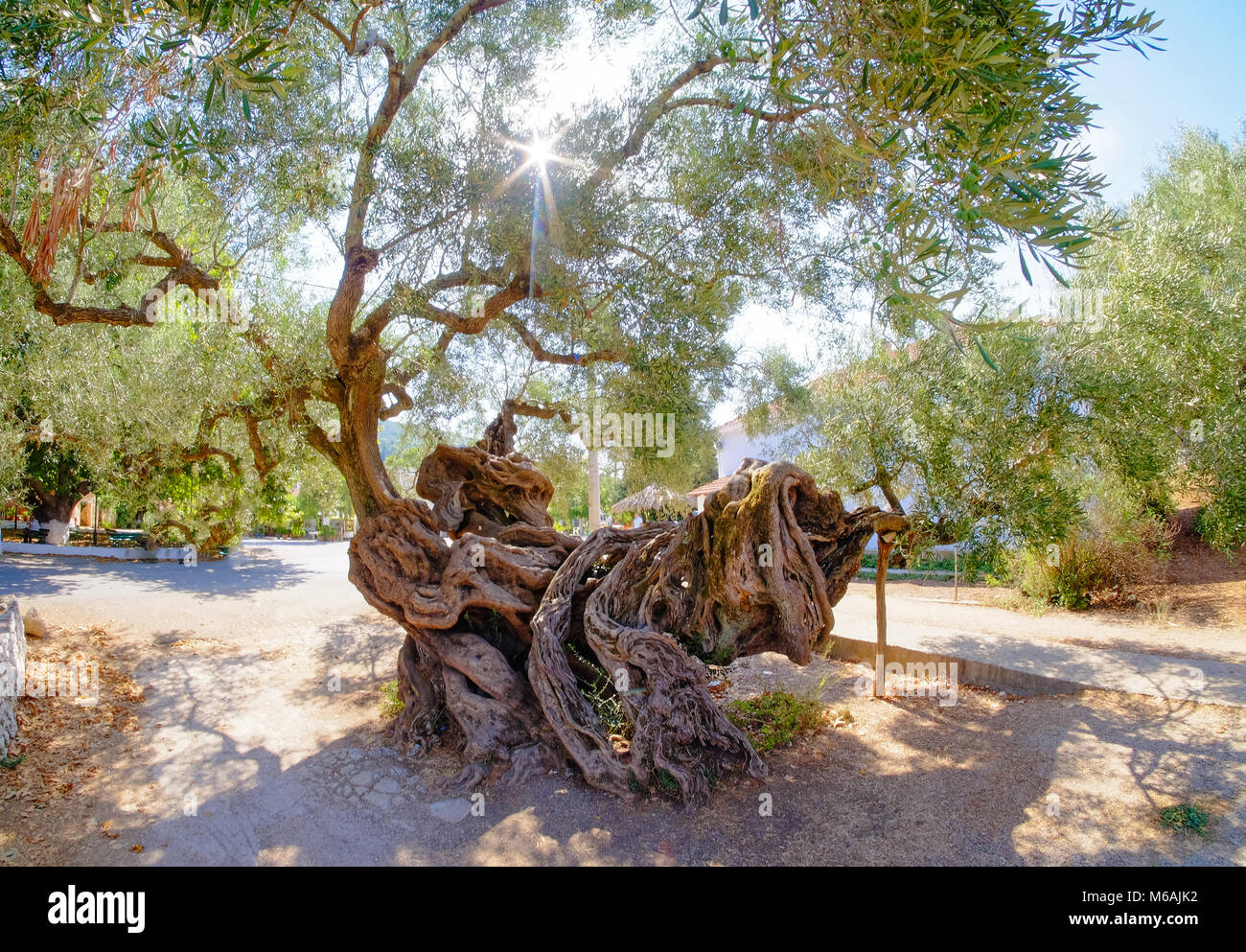 2000 year old olive tree in Exo Hora. Oldest Olive tree in Zakynthos ...