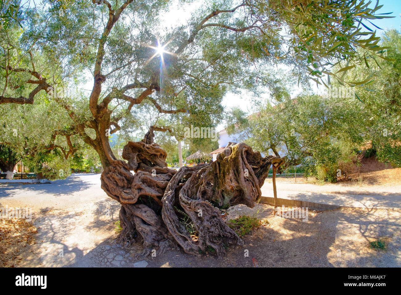 Oldest Olive tree in Zakynthos. 2000 year old olive tree in Exo Hora ...
