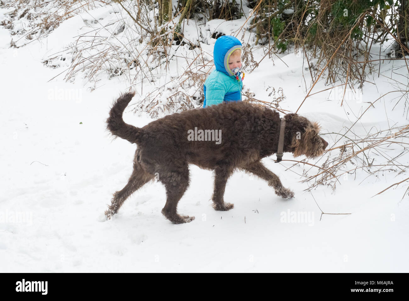 Eighteen month old baby boy in a snow suit with a brown labradoodle do ...