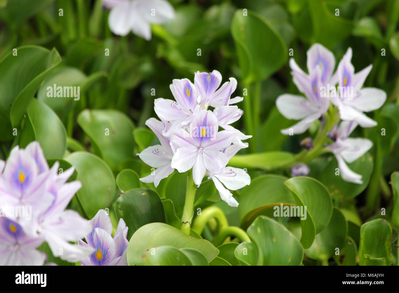 Free floating aquatic plant hi-res stock photography and images - Alamy