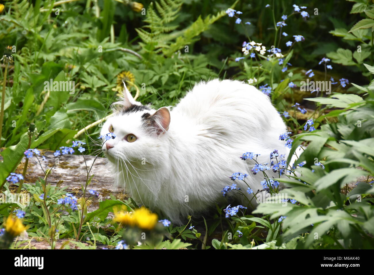 White longhair cat sitting in a flower field in a garden Stock Photo ...