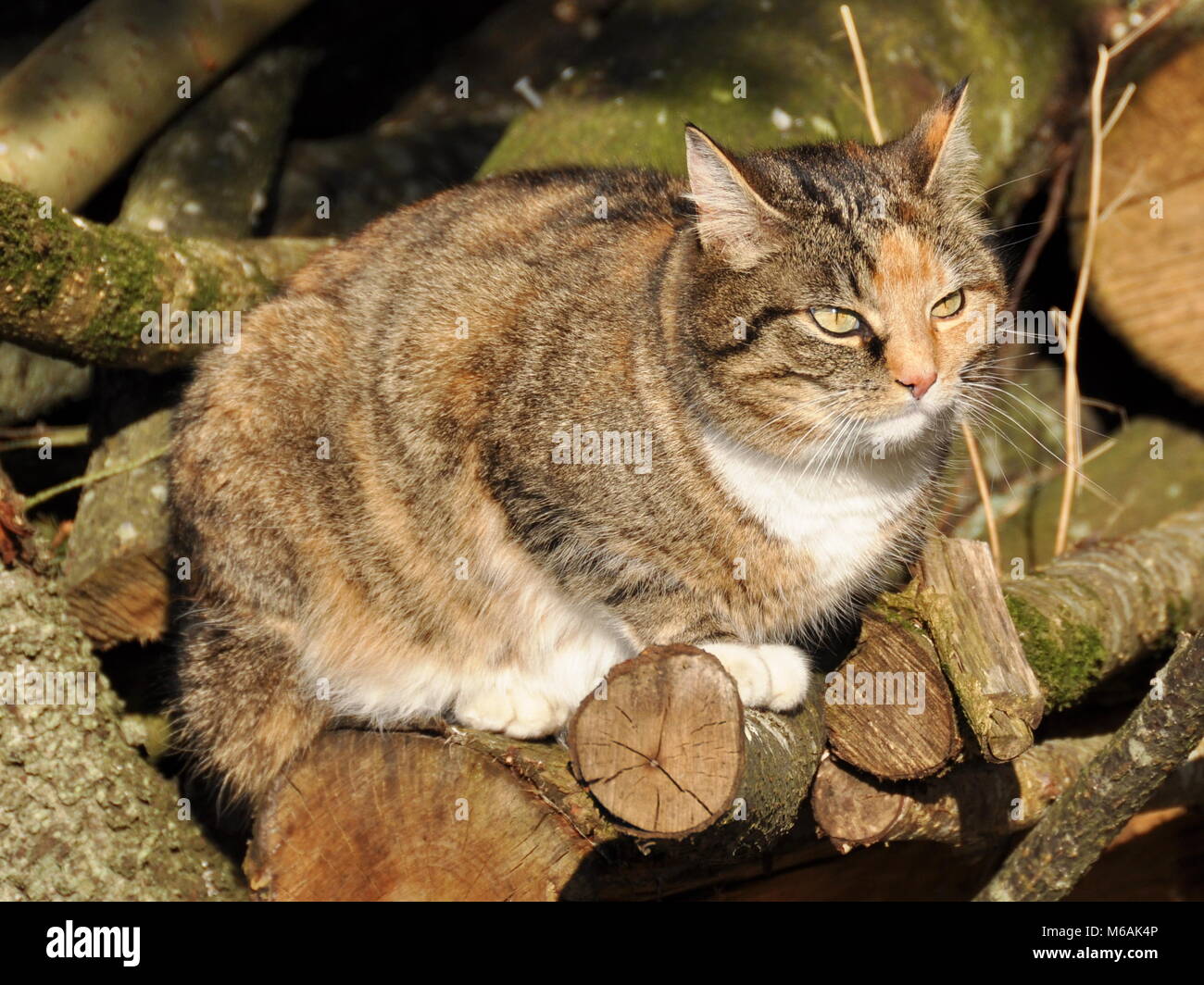 Tricolor cat sitting on a pile of logs Stock Photo - Alamy