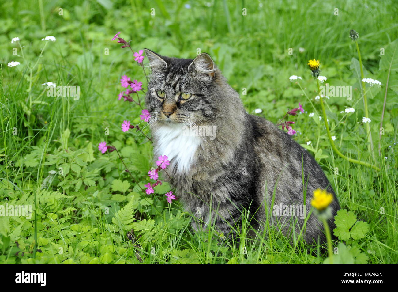Norwegian wildflowers hi-res stock photography and images - Alamy