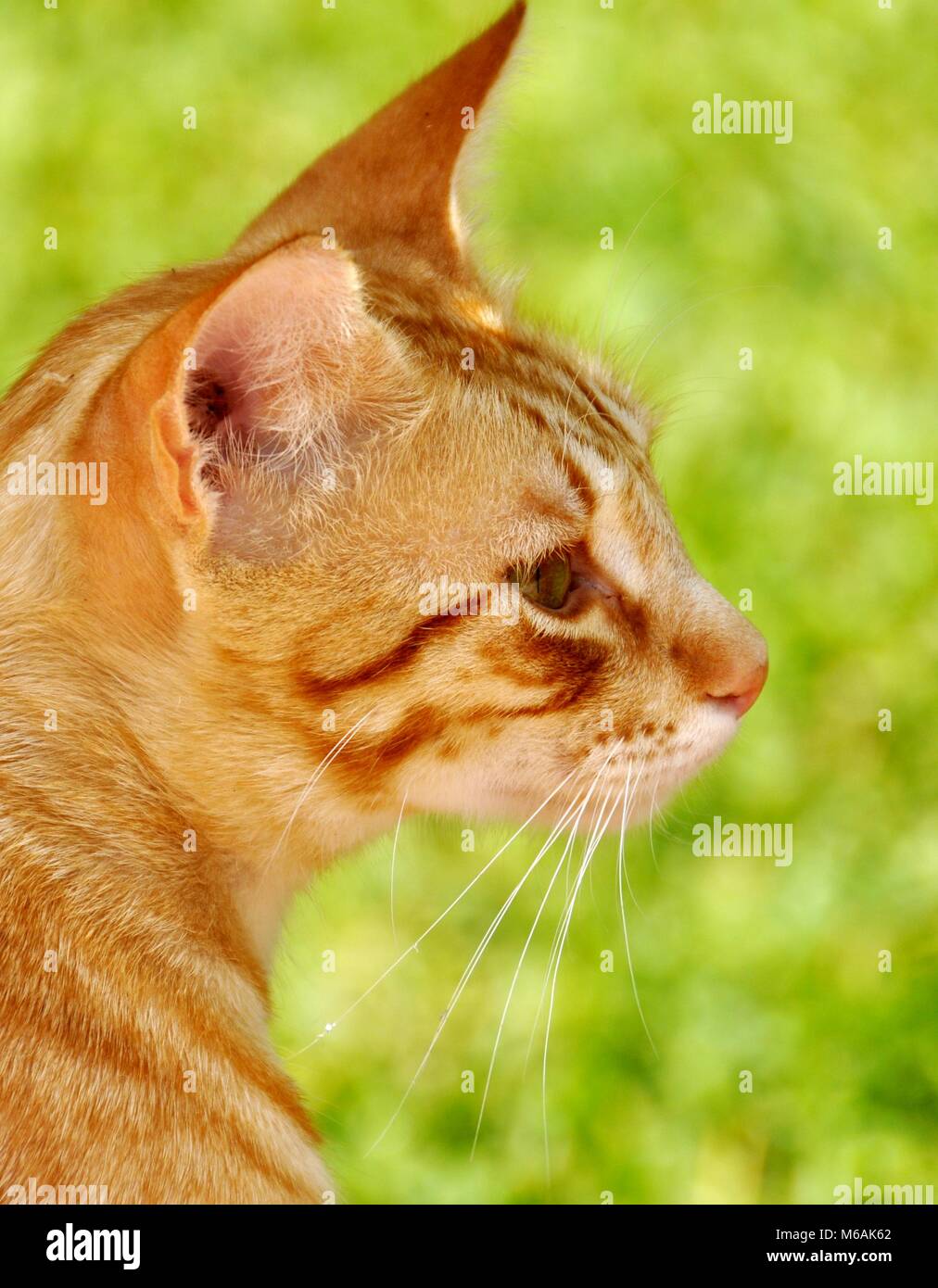 Portrait of a ginger cat Stock Photo - Alamy