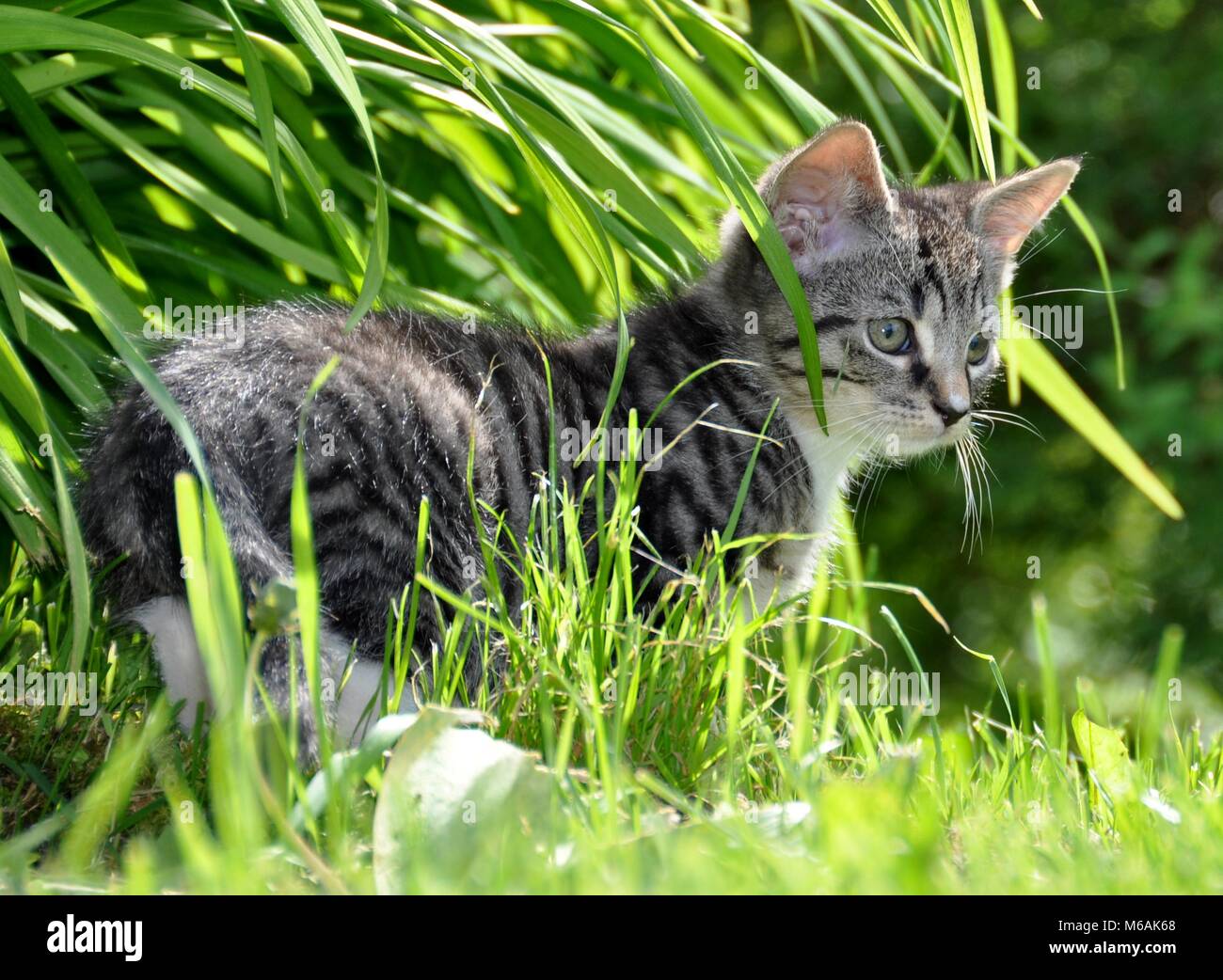 Kitten outdoor in high grass Stock Photo - Alamy