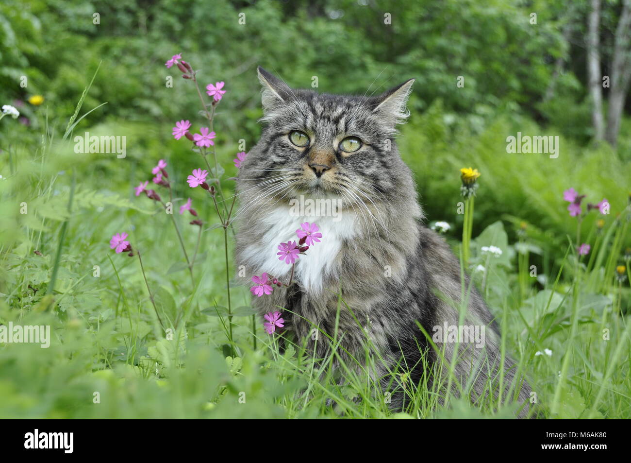 Norwegian forest cat sitting in a field of wild flowers Stock Photo - Alamy