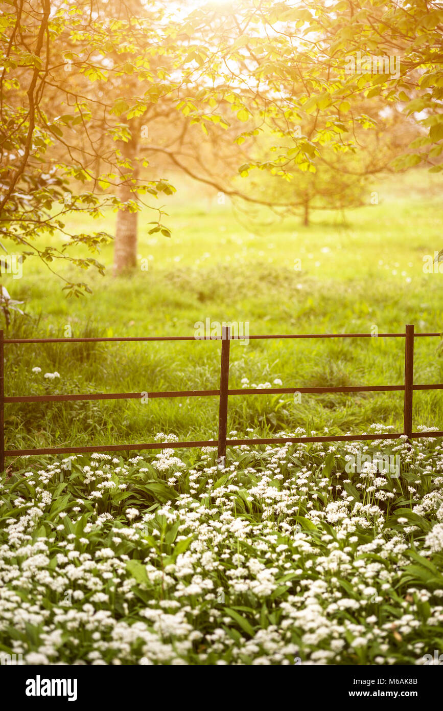 Beautiful Spring sunshine glows in landscape in English countryside ...