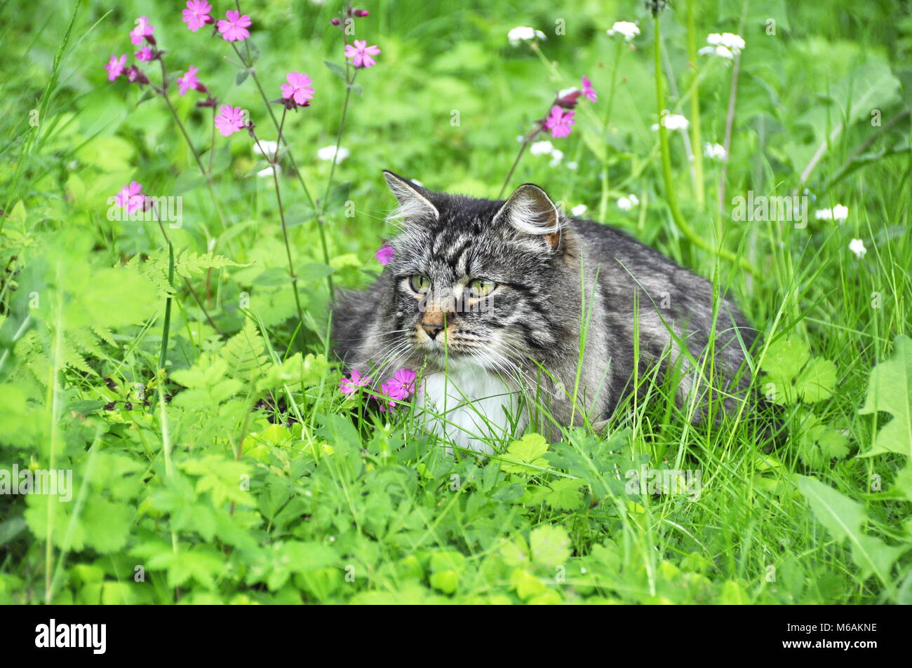 Cat in field of flowers hi-res stock photography and images - Alamy
