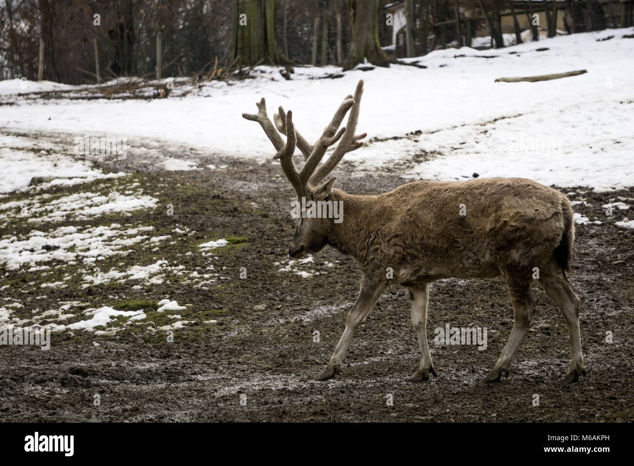 Milu deer walking across a muddy field on a cold winter's day at the ...
