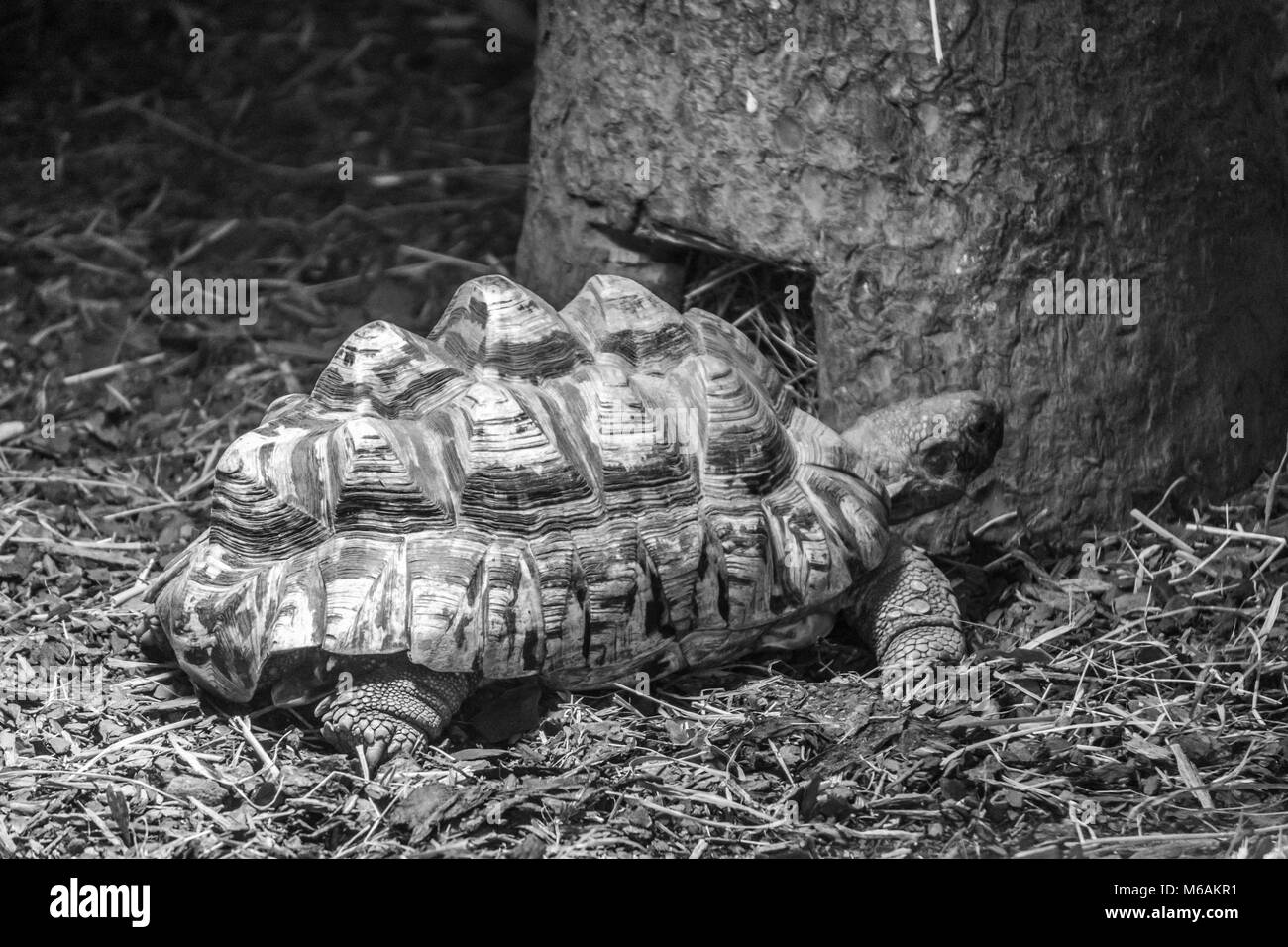 African spurred tortoise in black and white Stock Photo - Alamy