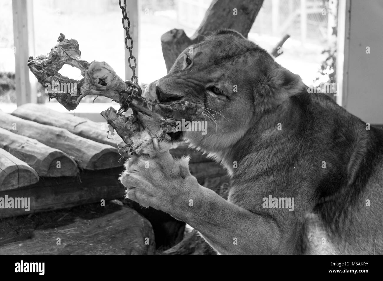 Apex of food chain Black and White Stock Photos & Images - Alamy