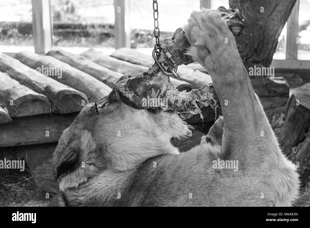 Lioness devouring a piece of meat at the zoo Stock Photo - Alamy