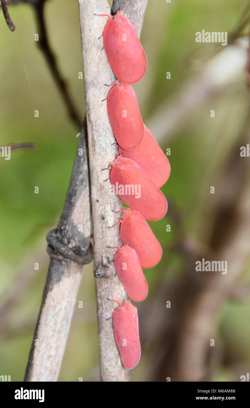 Pink planthoppers Phromnia rosea endemic to Madagascar Stock Photo - Alamy