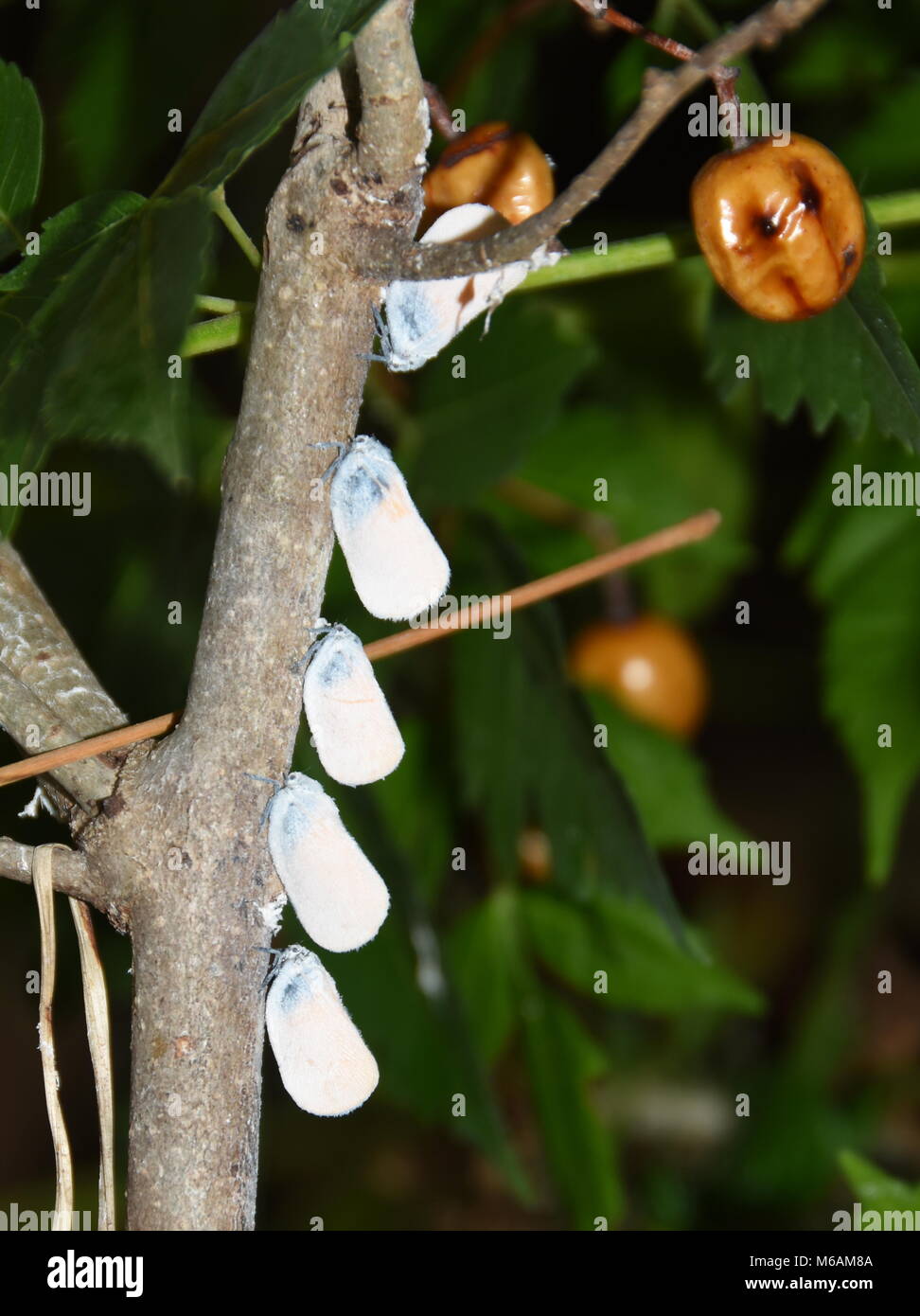 Blue juvenile planthoppers Phromnia rosea on Madagascar Stock Photo - Alamy