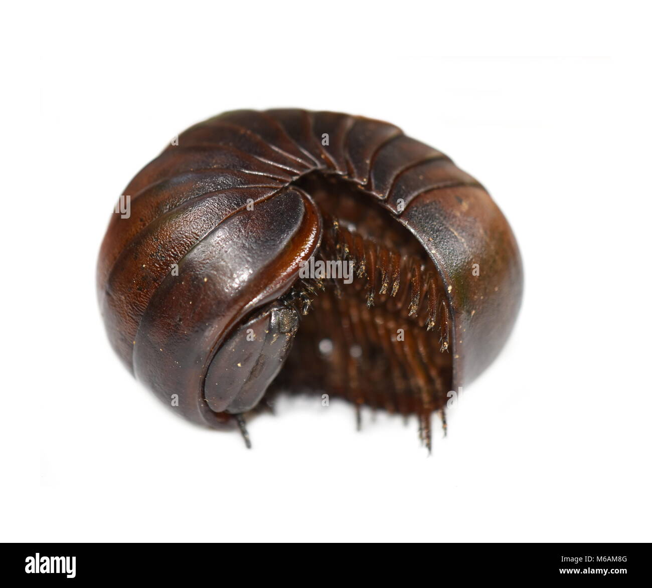 Malagasy giant pill millipede isolated on white background Stock Photo ...