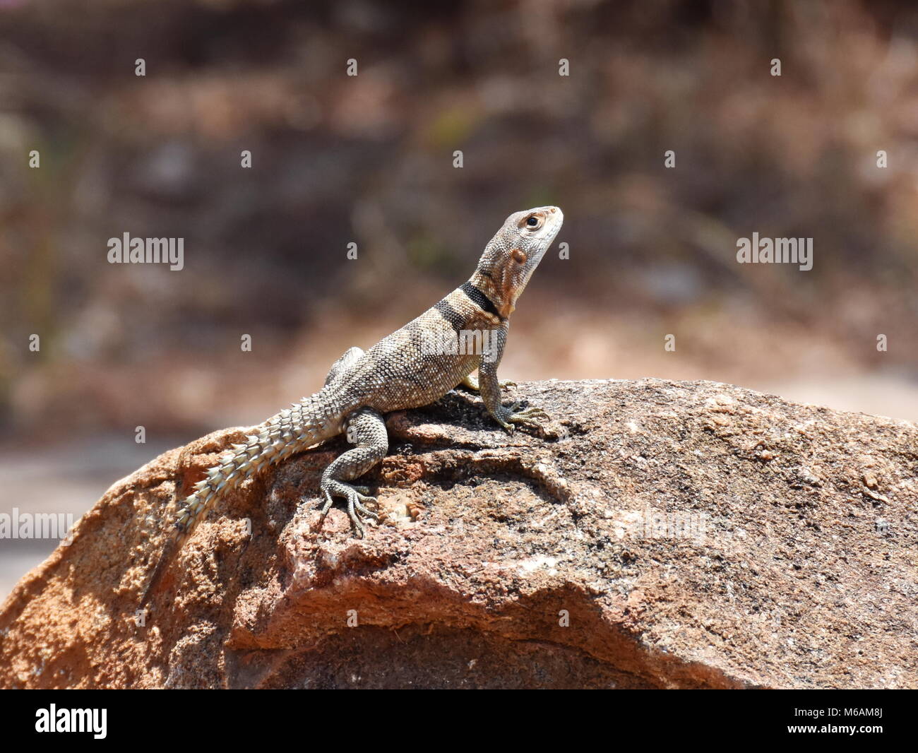 Madagascan fauna hi-res stock photography and images - Alamy