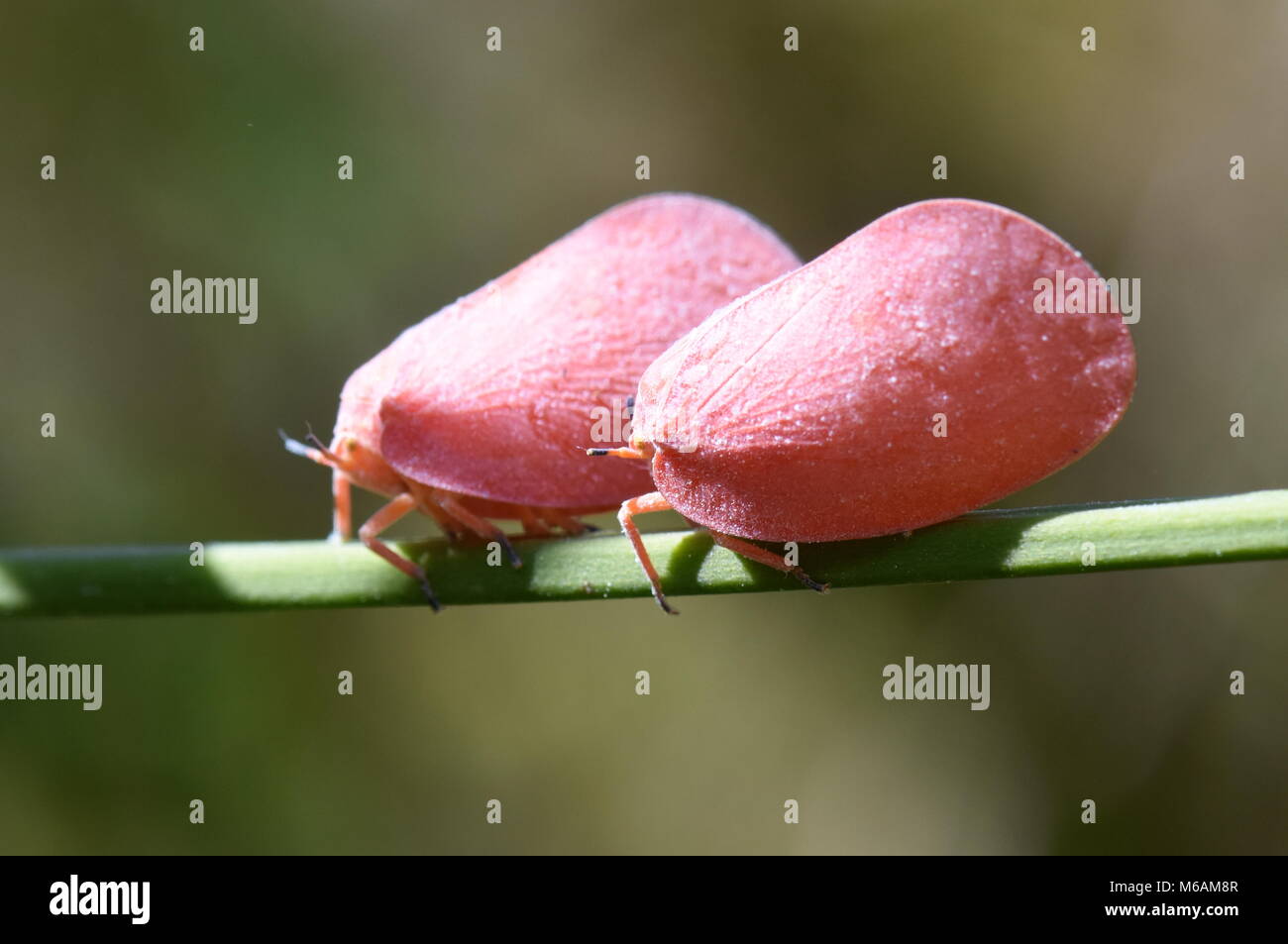 Pink planthoppers Phromnia rosea endemic to Madagascar Stock Photo - Alamy