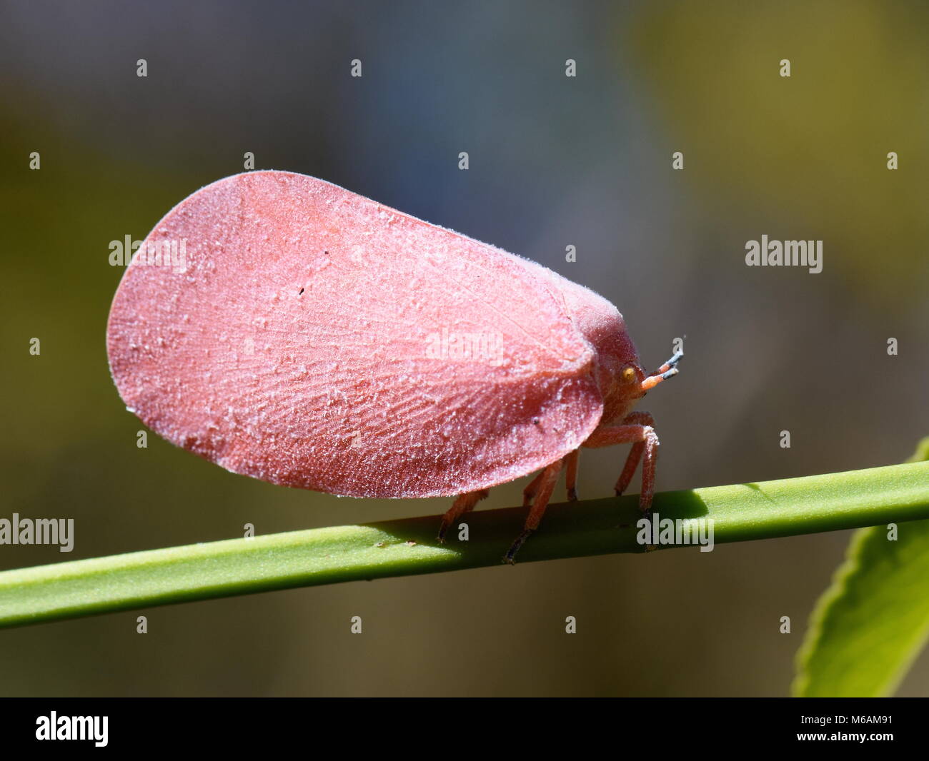 Pink planthoppers Phromnia rosea endemic to Madagascar Stock Photo - Alamy