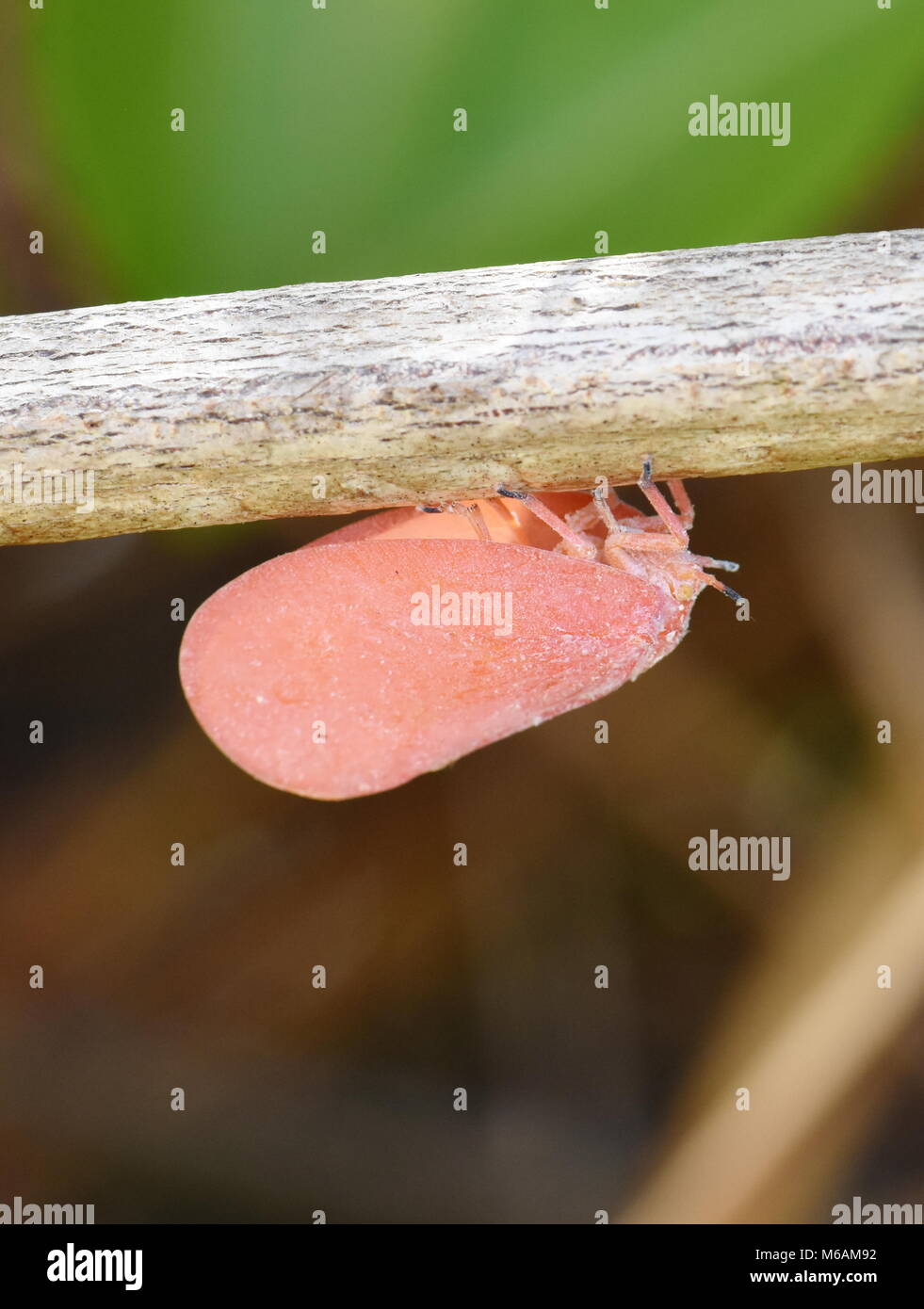 Pink planthoppers Phromnia rosea endemic to Madagascar Stock Photo - Alamy