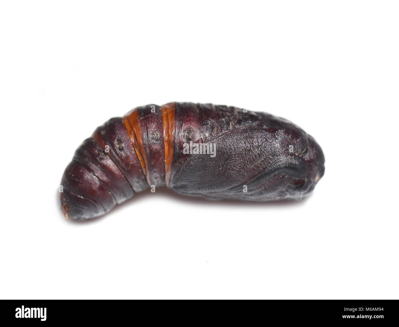Silkworm pupae isolated on white background Stock Photo - Alamy