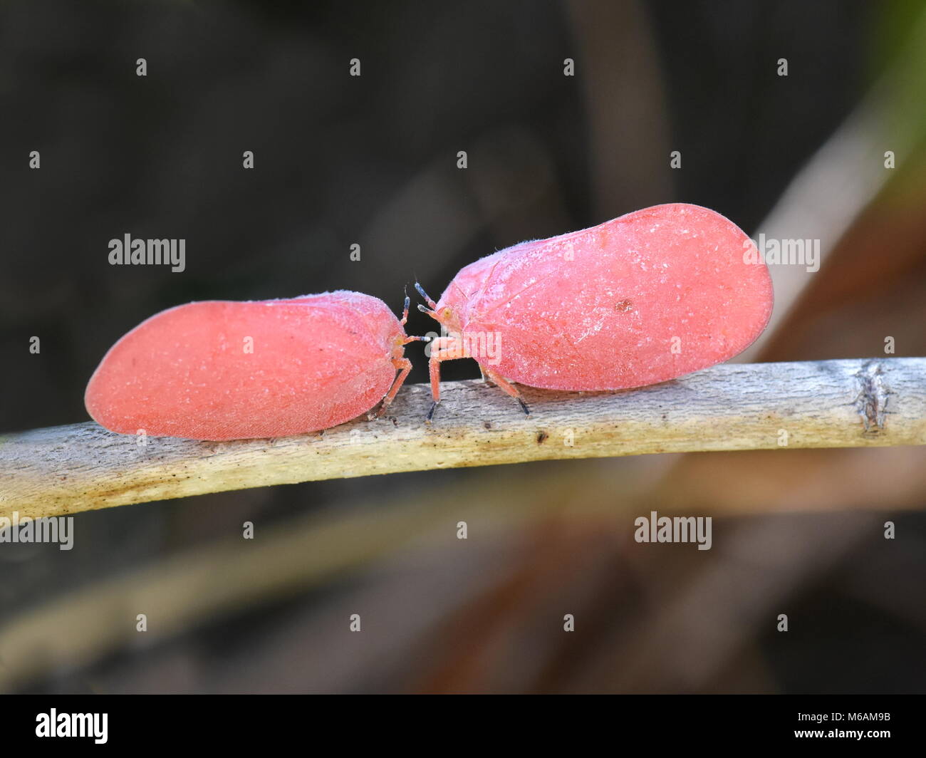 Pink planthoppers Phromnia rosea endemic to Madagascar Stock Photo - Alamy