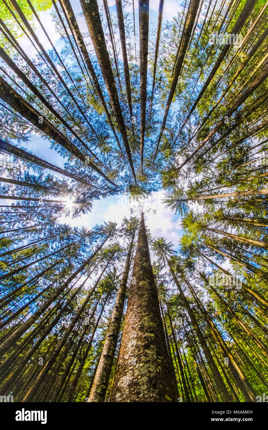 high forest trees woods fisheye panoramic shot. artistic interpretation ...