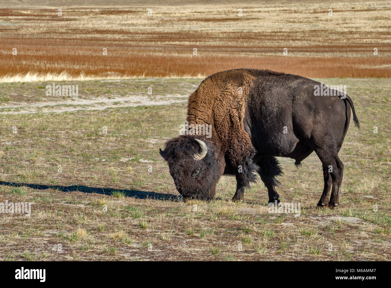 American bison grazing in Antelope Island State Park, Utah, USA Stock ...