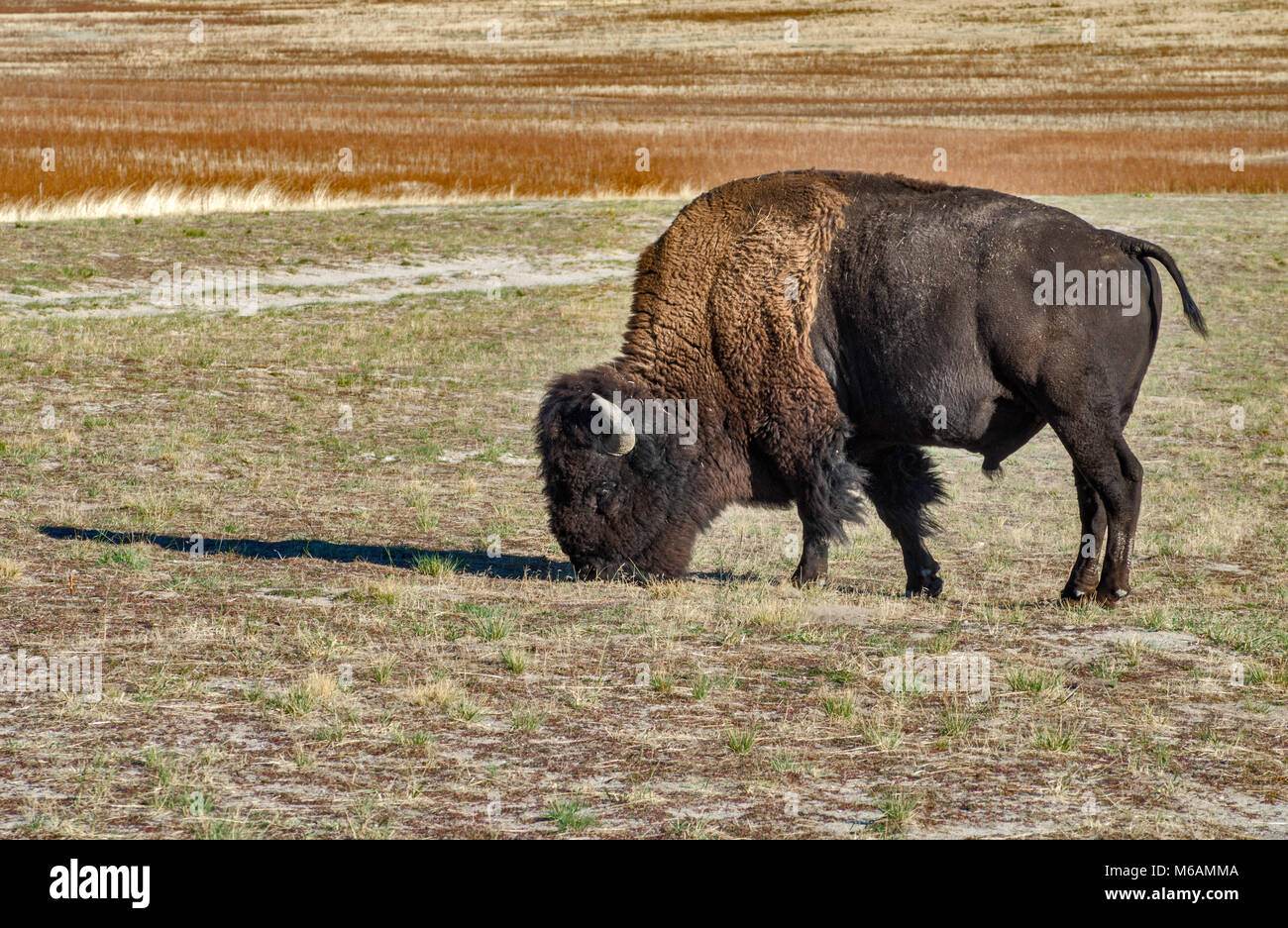 American bison grazing in Antelope Island State Park, Utah, USA Stock ...