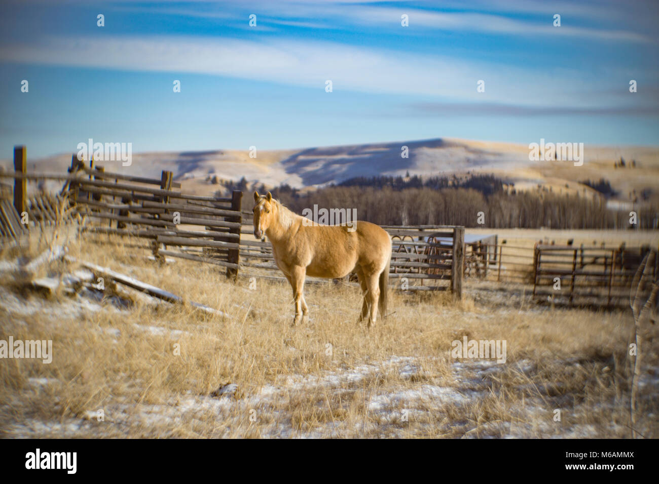 A horse on the Russell ranch, on a cold winter's morning, in the ...
