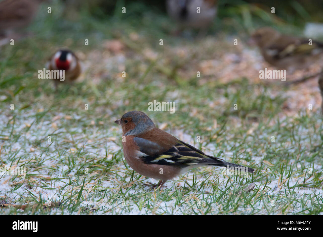 Concept image of winter & cold temperatures within a British Garden in ...