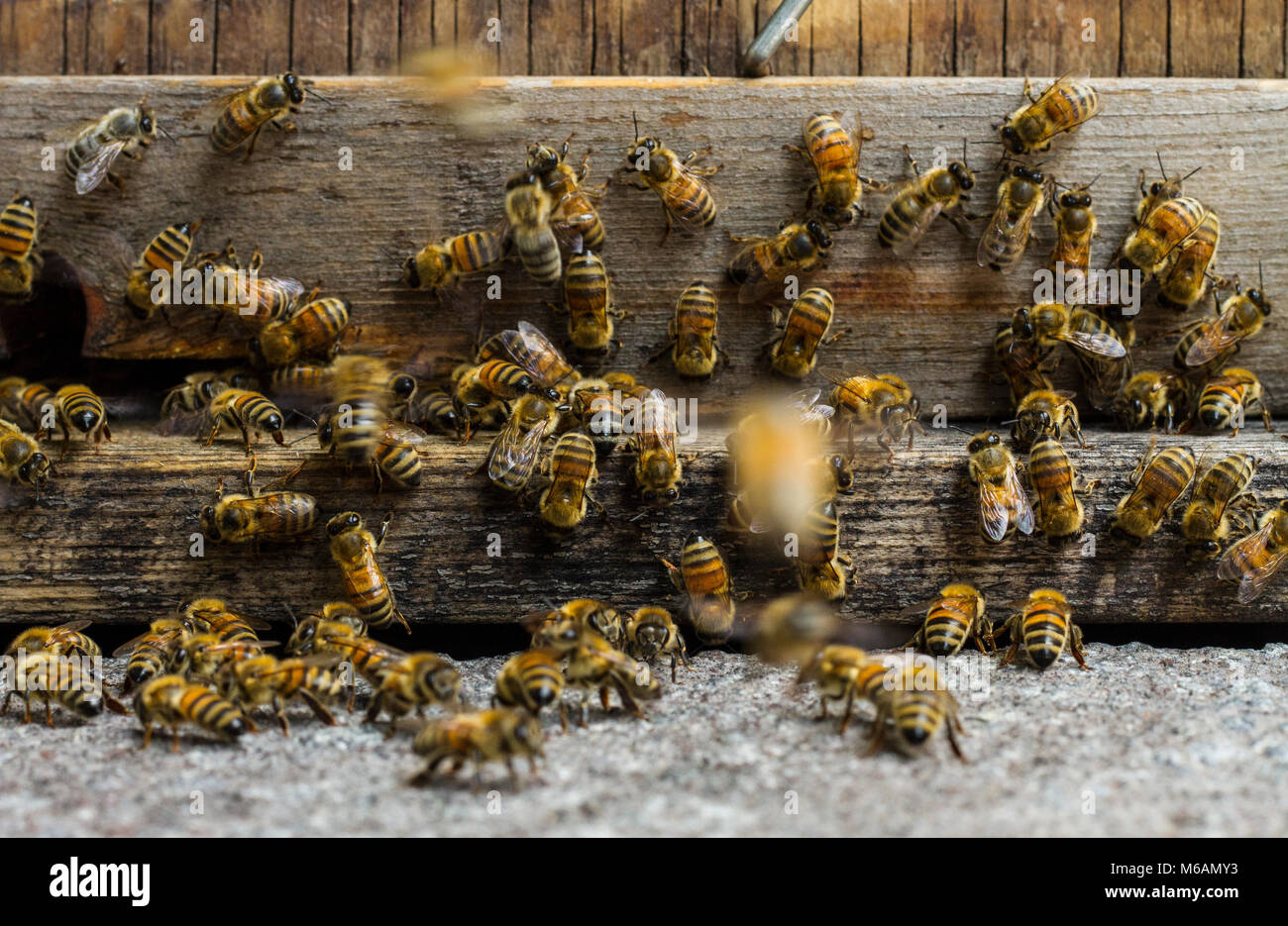 Beekeeping tourism hi-res stock photography and images - Alamy